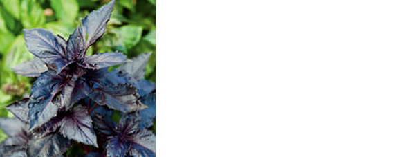 10 Basil Varieties & How to Use Them - Hobby Farms