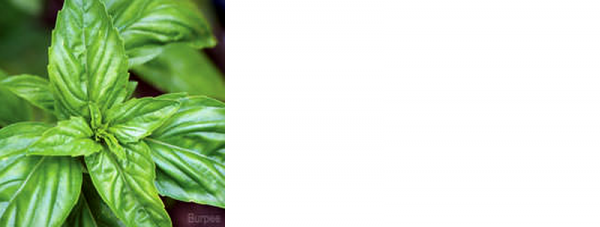 10 Basil Varieties & How to Use Them - Hobby Farms