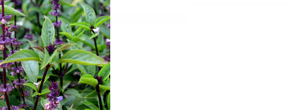 10 Basil Varieties & How to Use Them - Hobby Farms