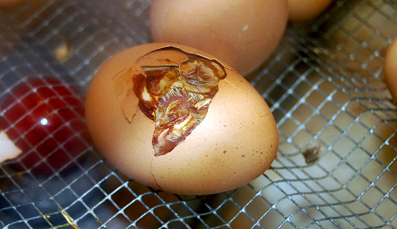 How To Incubate And Hatch Chicken Eggs Hobby Farms