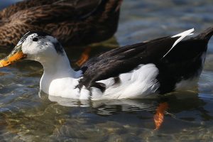 Duck Breeds: 17 Domestic Varieties Recognized by the APA - Hobby Farms
