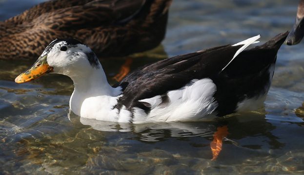 Duck Breeds: 17 Domestic Varieties Recognized by the APA - Hobby Farms