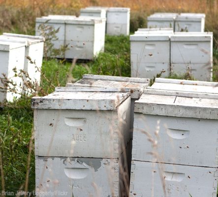 Langstroth vs. Top-Bar: Which Hive Is Better? - Hobby Farms