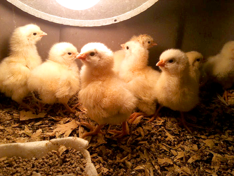 How To Raise Broiler Chicks Hobby Farms How To Raise Broiler Chicks Hobby Farms