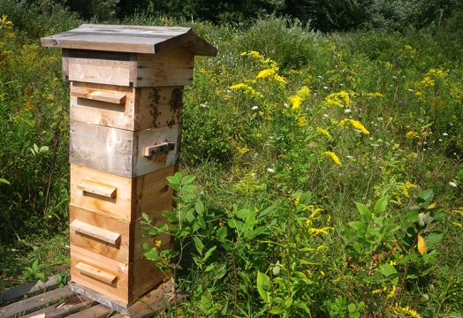 3 Hive Types & How to Choose the Right One for You - Hobby Farms