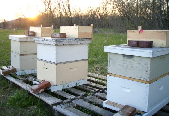 3 Hive Types & How to Choose the Right One for You - Hobby Farms