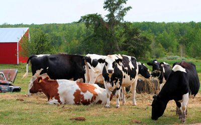 Learn What It Takes to Start and Run a Cattle Farm - Hobby Farms