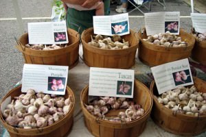 5 Tips For Marketing Garlic - Hobby Farms