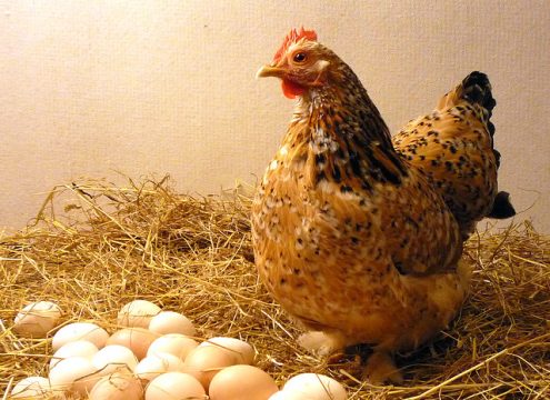 The Best Chicken Breeds for Laying Farm-Fresh Eggs - Hobby Farms