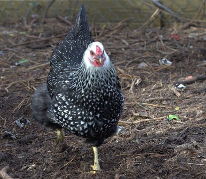 The Best Chicken Breeds for Laying Farm-Fresh Eggs - Hobby Farms