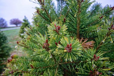 How to Grow Your Own Christmas Tree Plants - Hobby Farms