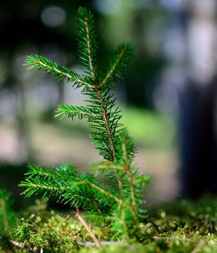 How to Grow Your Own Christmas Tree Plants - Hobby Farms