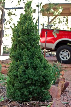How to Grow Your Own Christmas Tree Plants - Hobby Farms