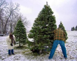 How to Grow Your Own Christmas Tree Plants - Hobby Farms