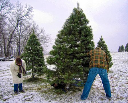 How to Grow Your Own Christmas Tree Plants - Hobby Farms