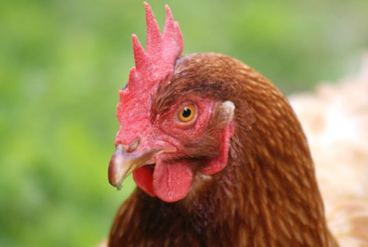 Chicken First Aid: How to Treat a Sick or Injured Chicken - Hobby Farms