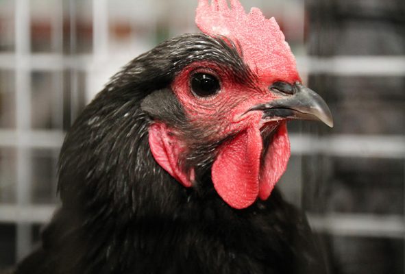 Chicken First Aid: How to Treat a Sick or Injured Chicken - Hobby Farms