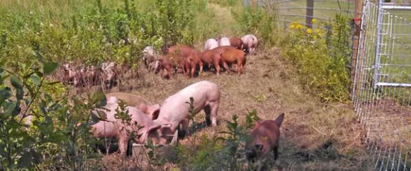 About Hog Raising - Hobby Farms