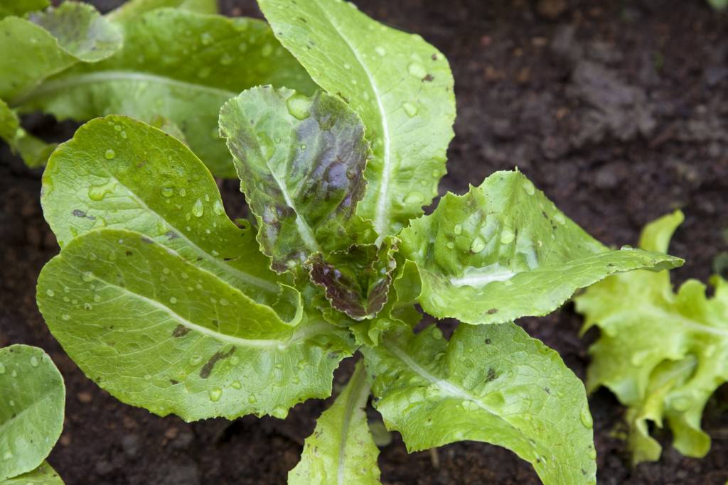 Garden In Front: When Should I Plant My Spring Crops? - Hobby Farms