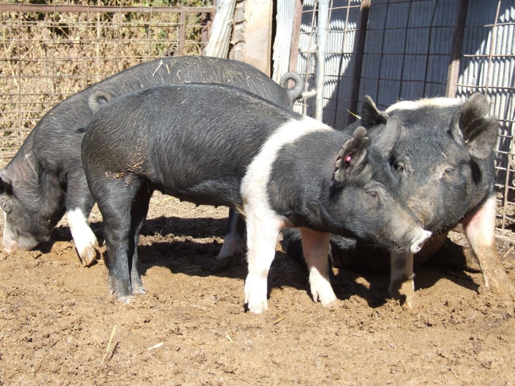 Hampshire Pigs – Hobby Farms