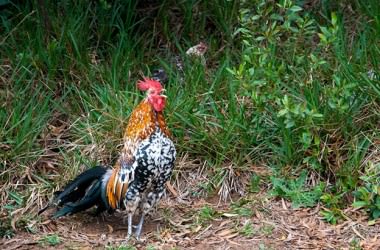 How To Get Rid Of Feral Chickens - Hobby Farms