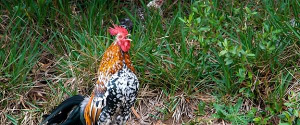 How To Get Rid Of Feral Chickens - Hobby Farms