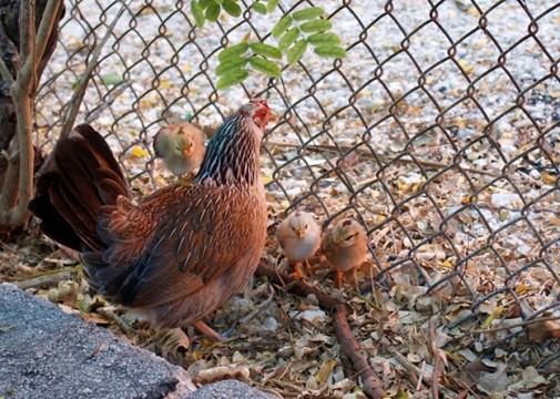 How To Get Rid Of Feral Chickens - Hobby Farms