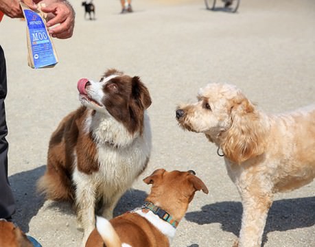 Q&A With Scrappy Founder Larry Bain - Hobby Farms