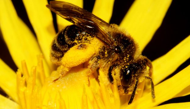 Why Fall-Blooming Plants Are Important to Your Farm - Hobby Farms