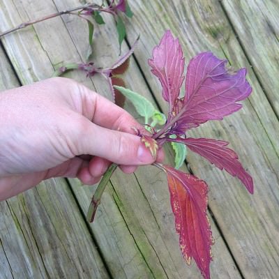 How To Make A Propagation Box - Hobby Farms