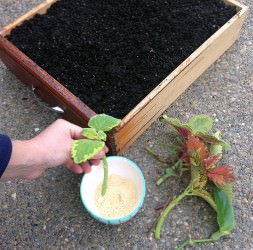 How To Make A Propagation Box - Hobby Farms