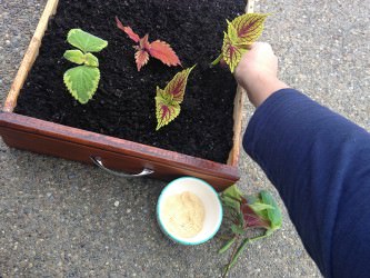 How To Make A Propagation Box - Hobby Farms