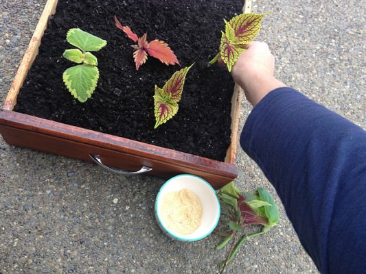 How To Make A Propagation Box - Hobby Farms