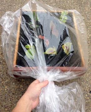 How To Make A Propagation Box - Hobby Farms