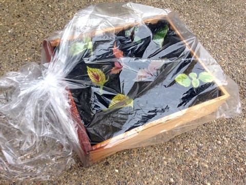 How To Make A Propagation Box - Hobby Farms