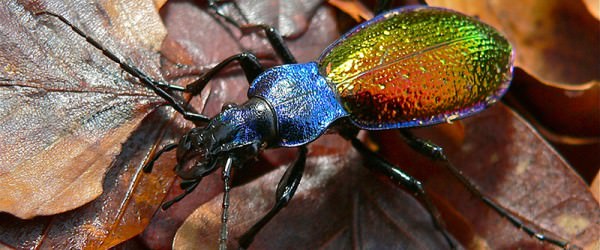 The Night Shift: Get To Know Nocturnal Ground Beetles - Hobby Farms