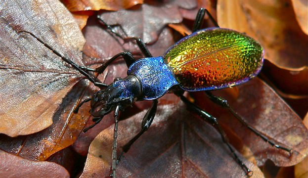The Night Shift: Get To Know Nocturnal Ground Beetles - Hobby Farms