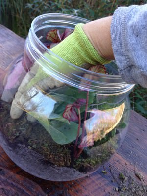 DIY Snack Bin Terrarium - Hobby Farms