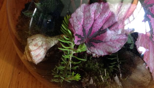 DIY Snack Bin Terrarium - Hobby Farms