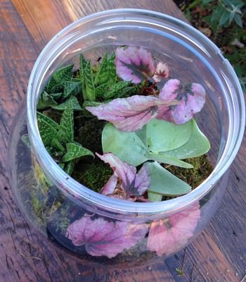 DIY Snack Bin Terrarium - Hobby Farms