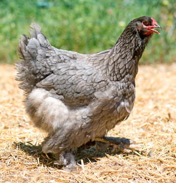 3 Layer Chickens Perfect For The Cold - Hobby Farms