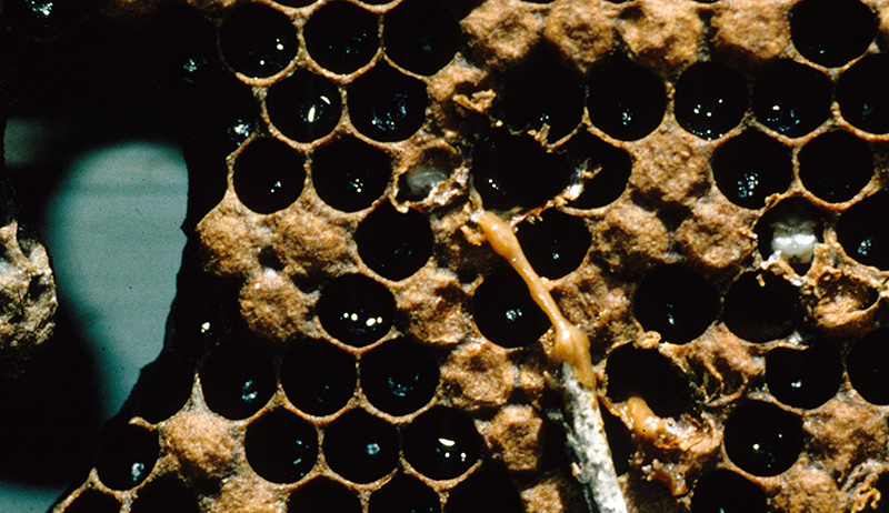 How To Spot Foulbrood In Your Hive - Hobby Farms