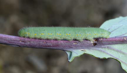 How to Identify & Manage Kale Pests - Hobby Farms