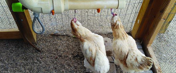 Chicken Chat: Hens for Health - Hobby Farms