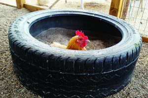 Chicken Chat: Hens for Health - Hobby Farms