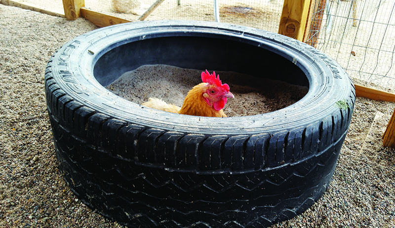 Chicken Chat: Hens for Health - Hobby Farms