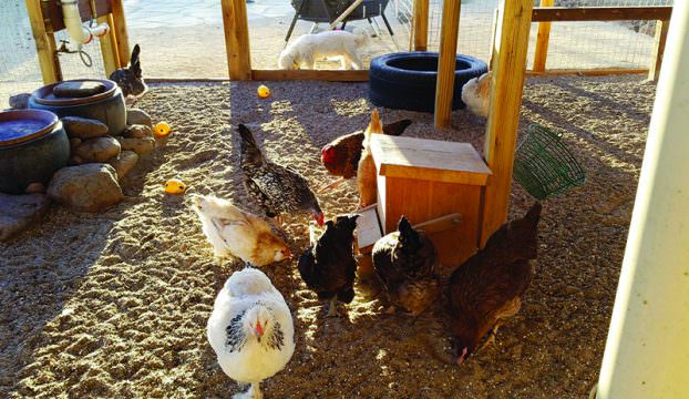 Chicken Chat: Hens for Health - Hobby Farms