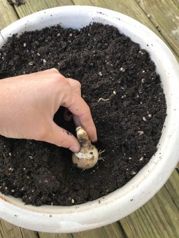 Forcing Flower Bulbs In The Fall For Late Winter Blooms - Hobby Farms