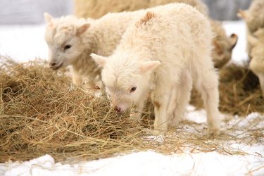 Sheep Nutrition Tips for Every Flock