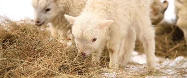 Sheep Nutrition Tips for Every Flock